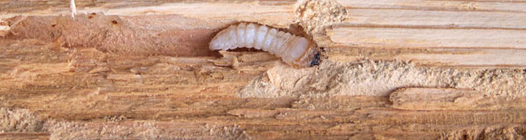 Traitement de charpente en bois : conseils d'un fabricant